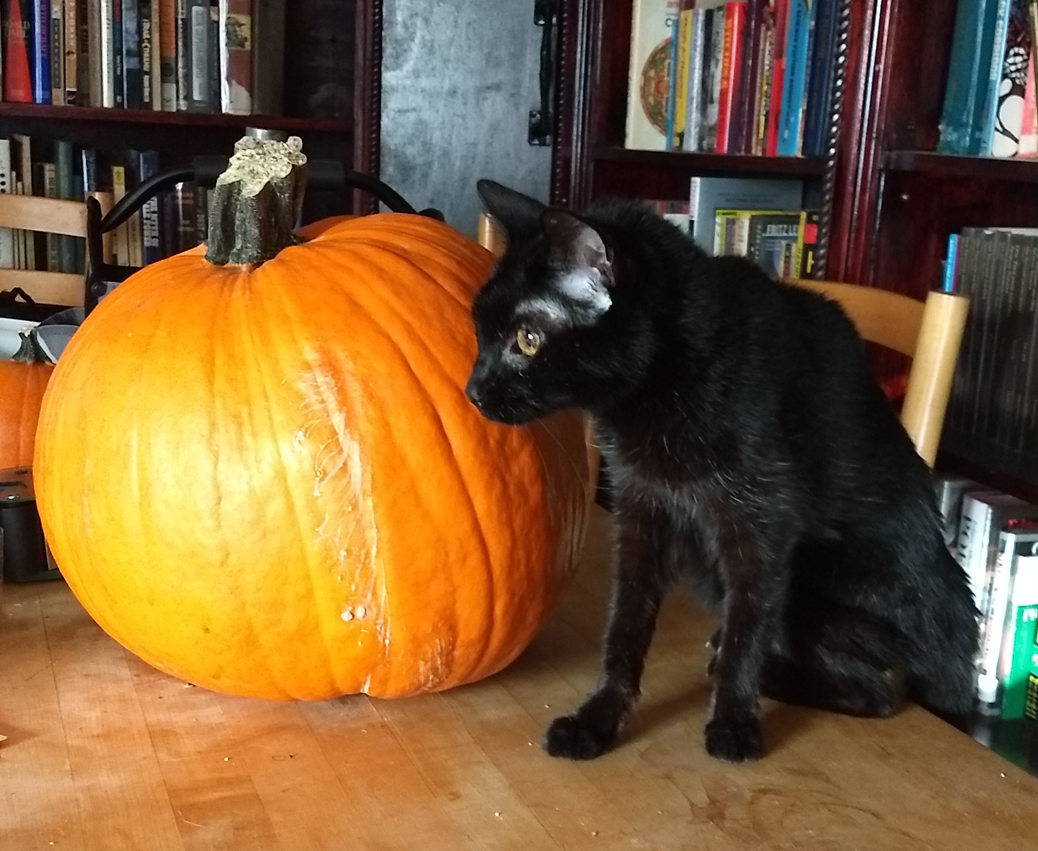 Tricks for the Treat | The Honest Courtesan