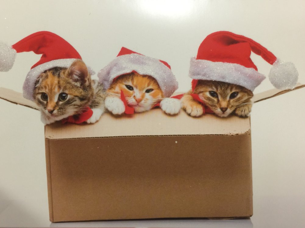 Boxing Day kittens | The Honest Courtesan