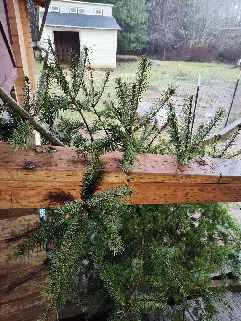 Diary #811 | The Honest Courtesan